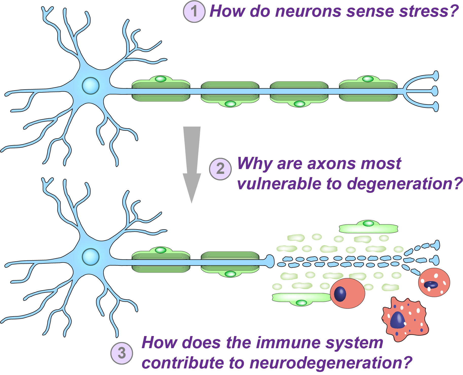 Control of Axon Degeneration by the Neuronal Cell Body | Burke ... Control of Axon Degeneration by the Neuronal Cell Body | Burke ...